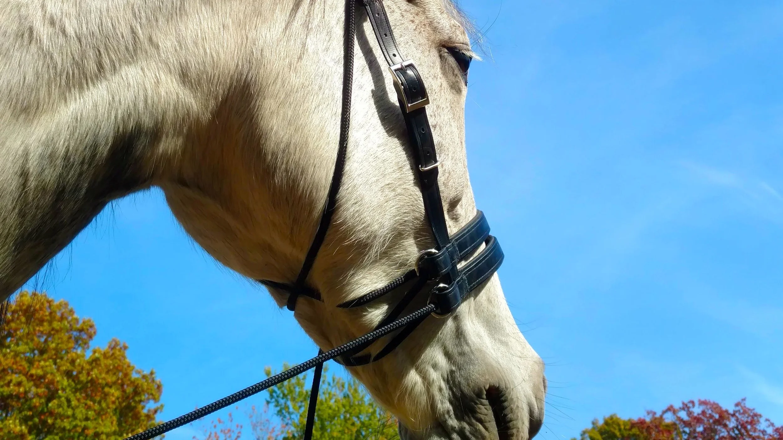 ULTIMATE BITLESS BRIDLE