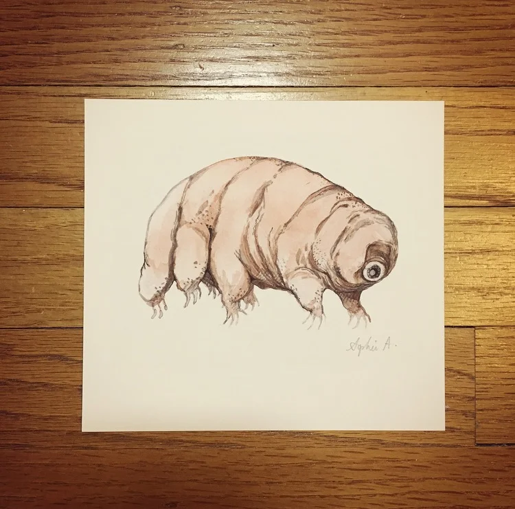 Water Bear Size