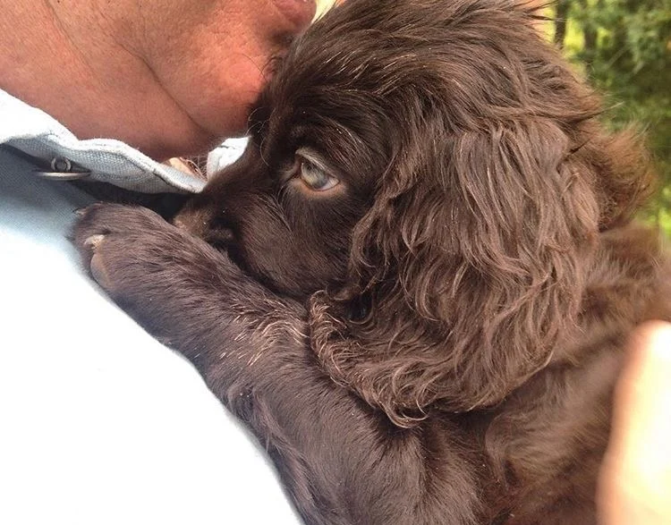 ShoreDog of the Month — ShoreDog Café