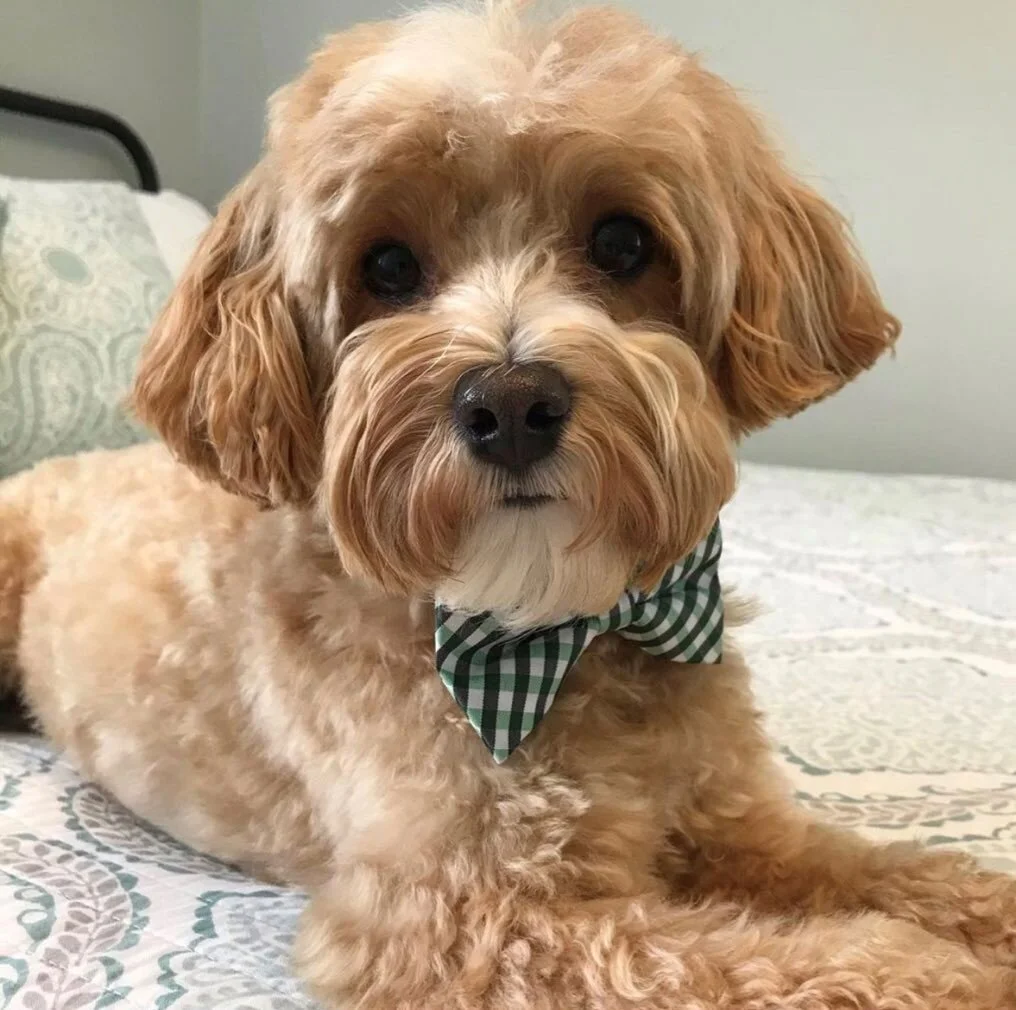 ShoreDog of the Month — ShoreDog Café