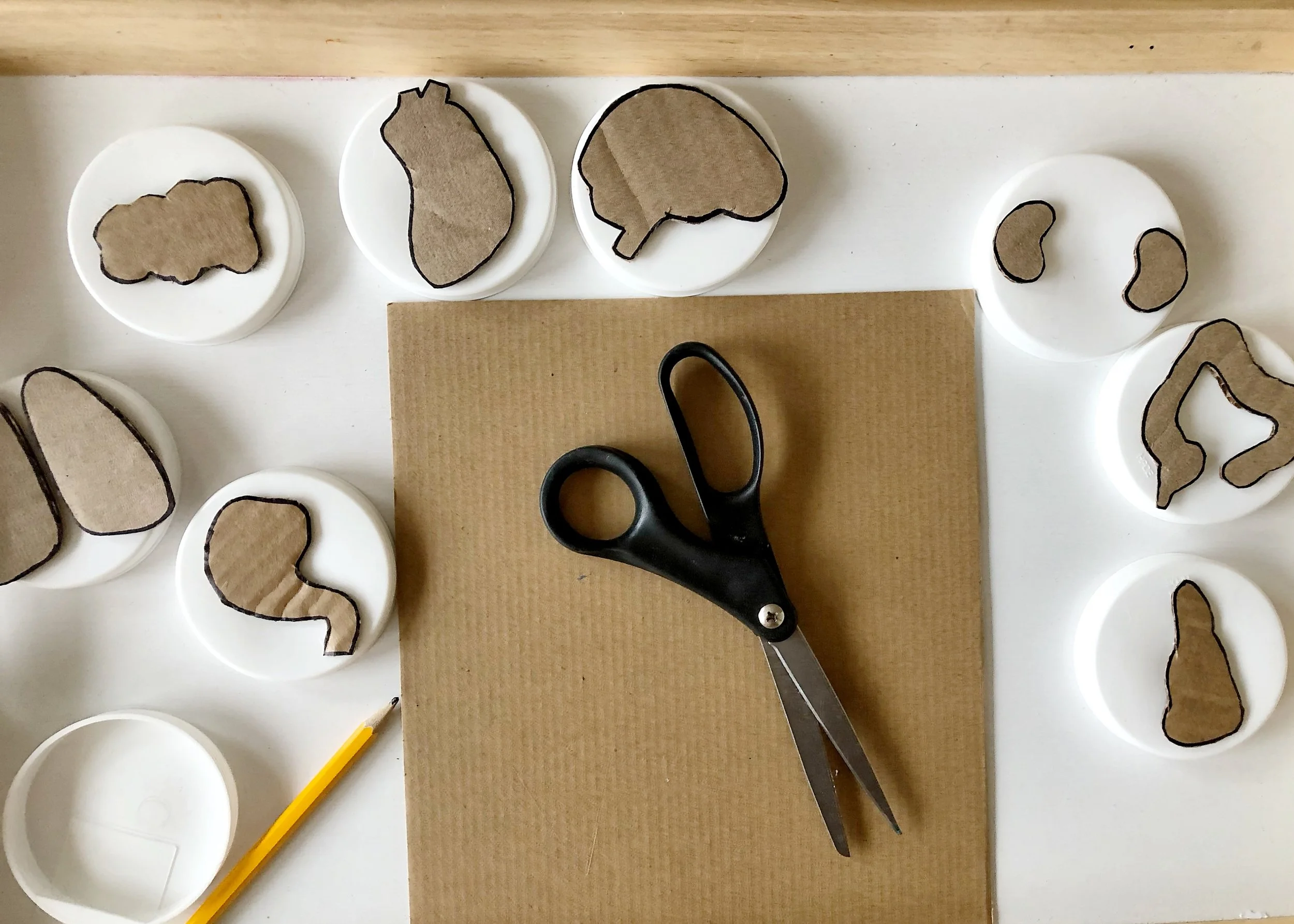 Human Body Organ Stamps (FREE PRINTABLE) — Blog & DIY Resources | Kid ...