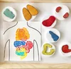 Human Body Organ Stamps (FREE PRINTABLE) — Blog & DIY Resources | Kid ...