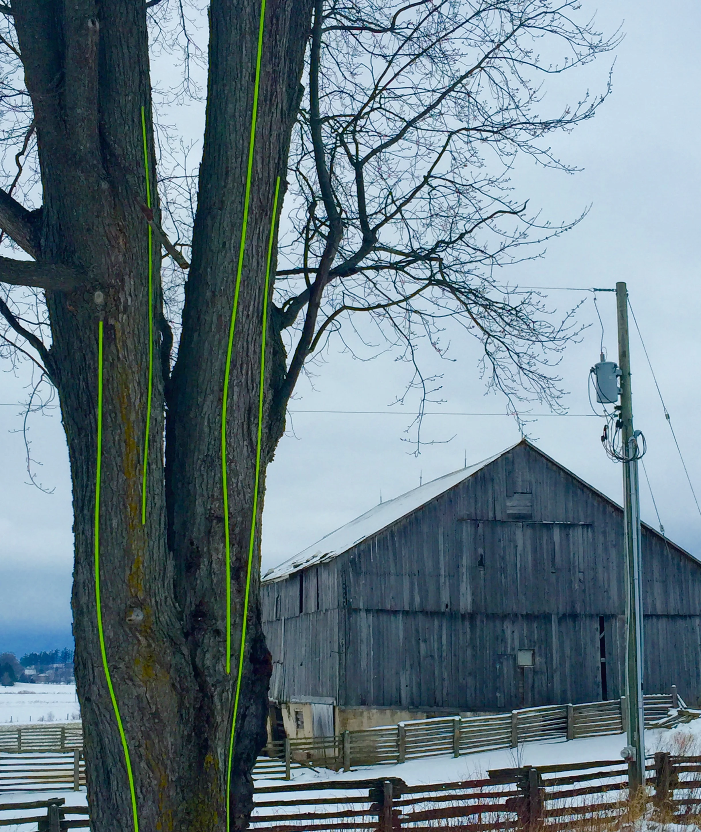 Bark Lines — MICHAEL USLING