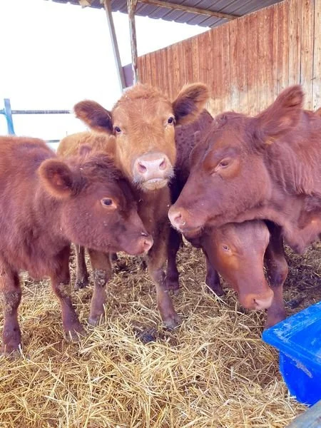 Red Heifer Sacrifice Ready April 2024? — Bible News Prophecy Radio