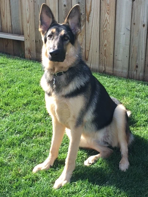 Sprague's German Shepherds | California German Shepherd Dog Breeder
