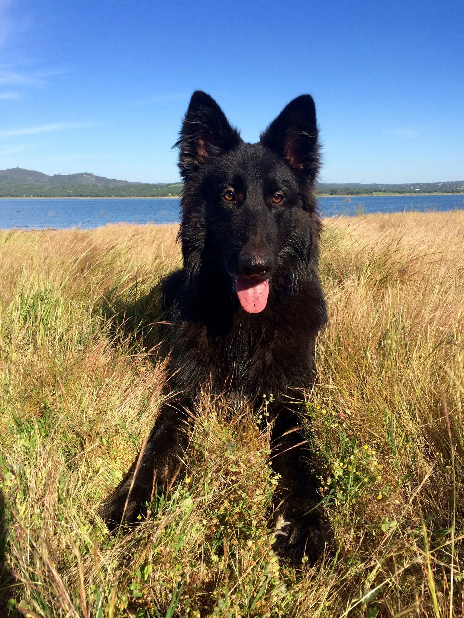 Sprague's German Shepherds | California German Shepherd Dog Breeder
