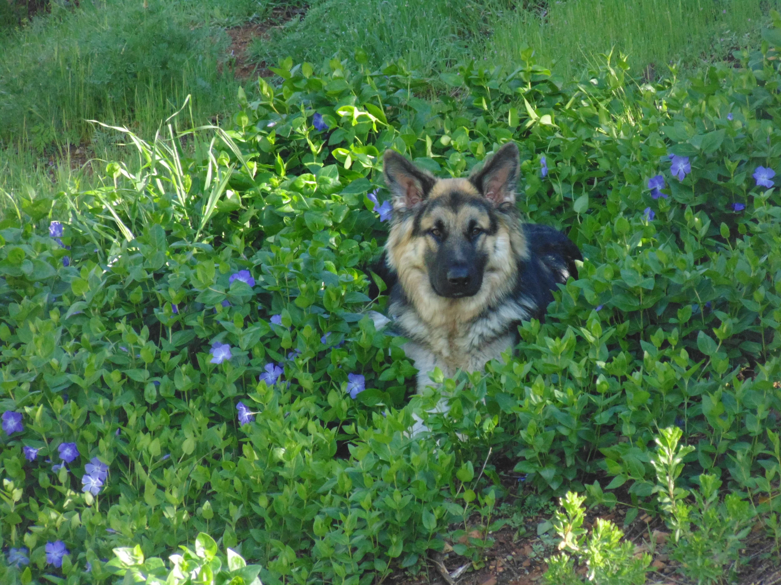 Sprague's German Shepherds | California German Shepherd Dog Breeder