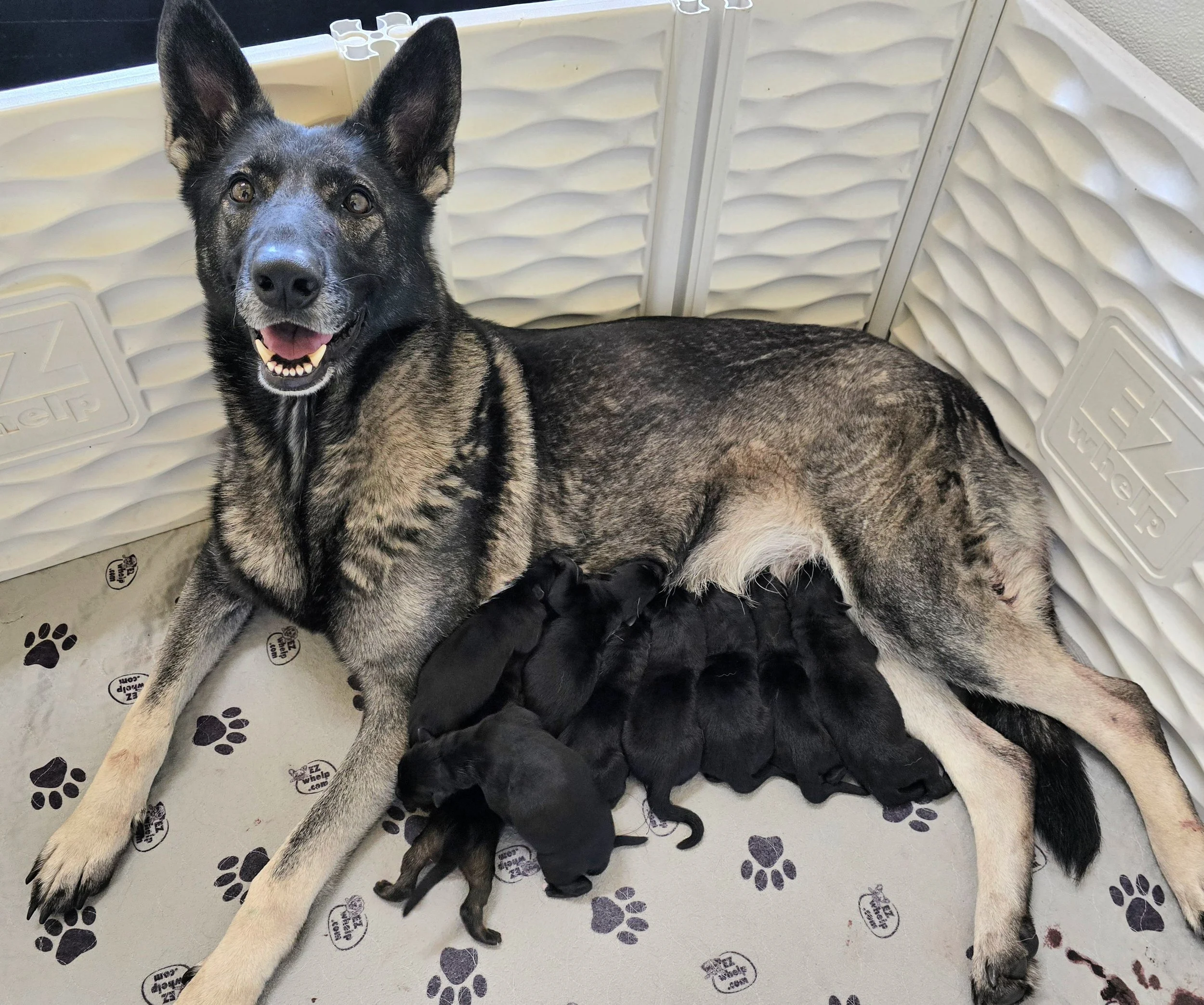 Sprague's German Shepherds | South Carolina East Coast German Shepherd ...