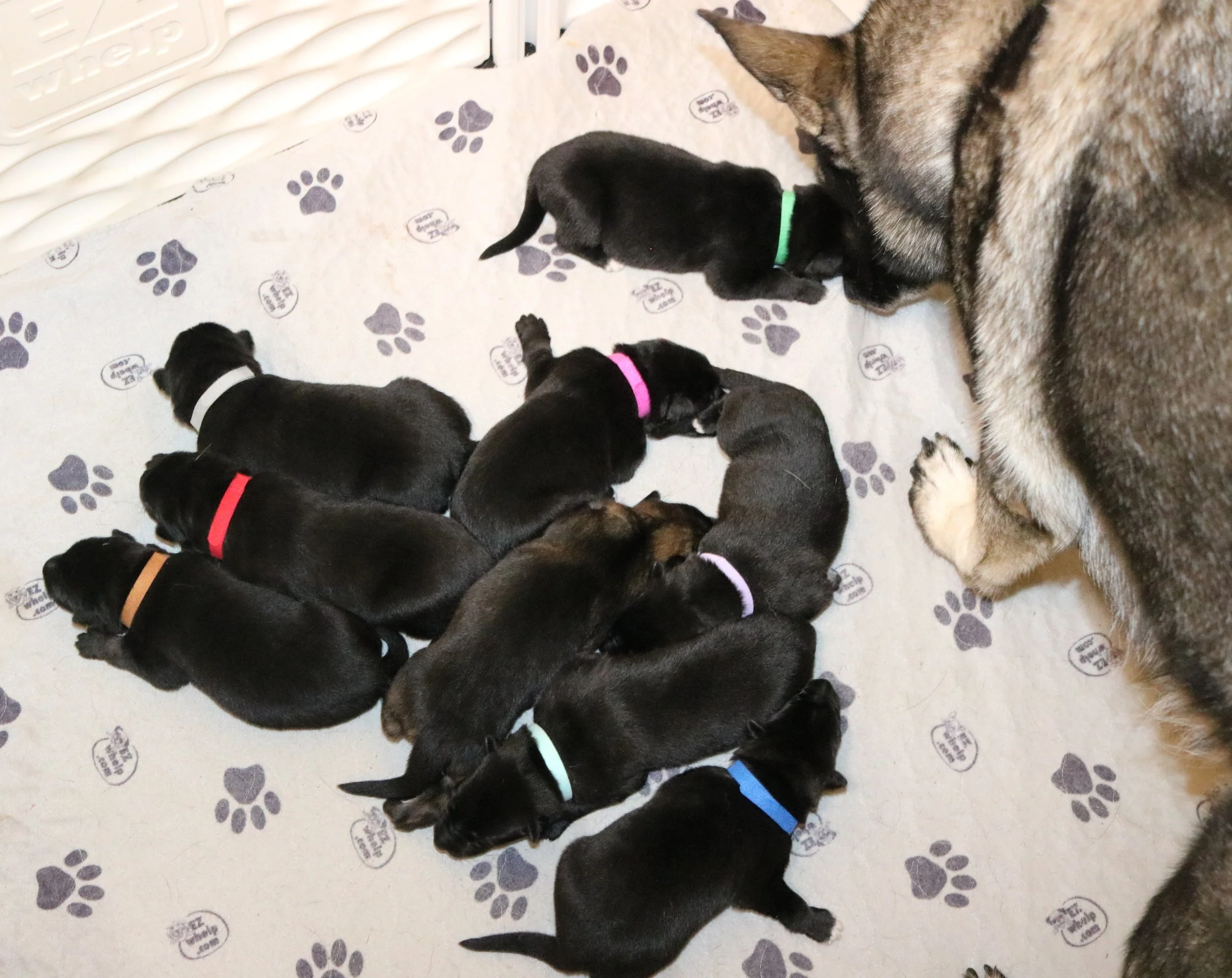 Sprague's German Shepherds | South Carolina East Coast German Shepherd Dog Breeder