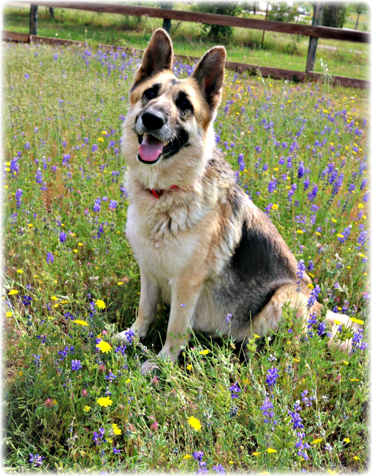 Sprague's German Shepherds | South Carolina East Coast German Shepherd ...