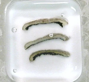 Face Down Cryoembedding — Pathology Innovations