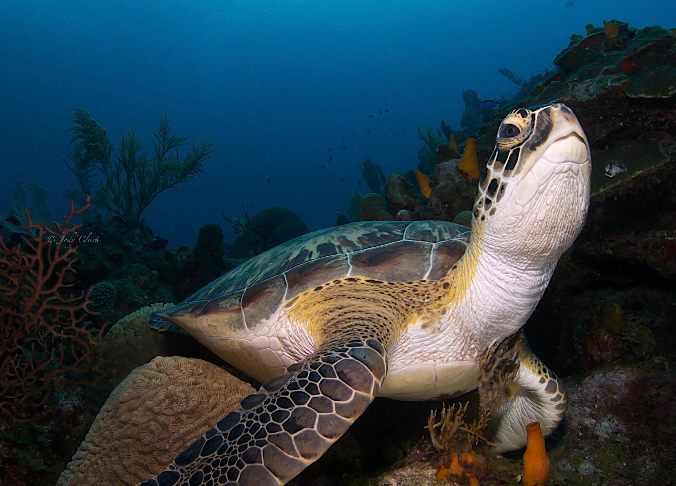 Roatan Divers | The best in boutique style scuba diving on Roatan