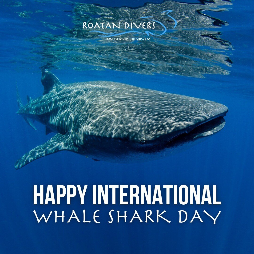 5 Things to Know about Currency on Roatan - Roatan Divers