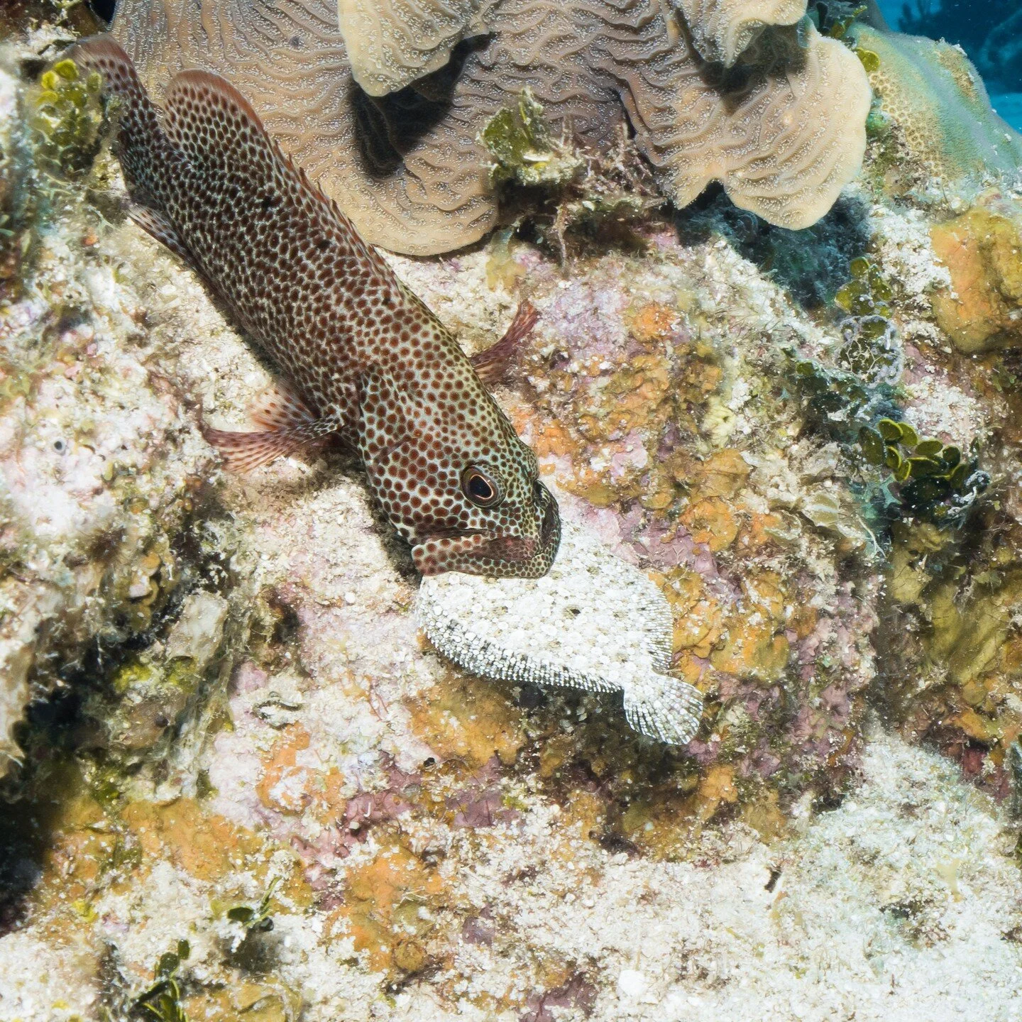 Flying Before and After Diving - Roatan Divers