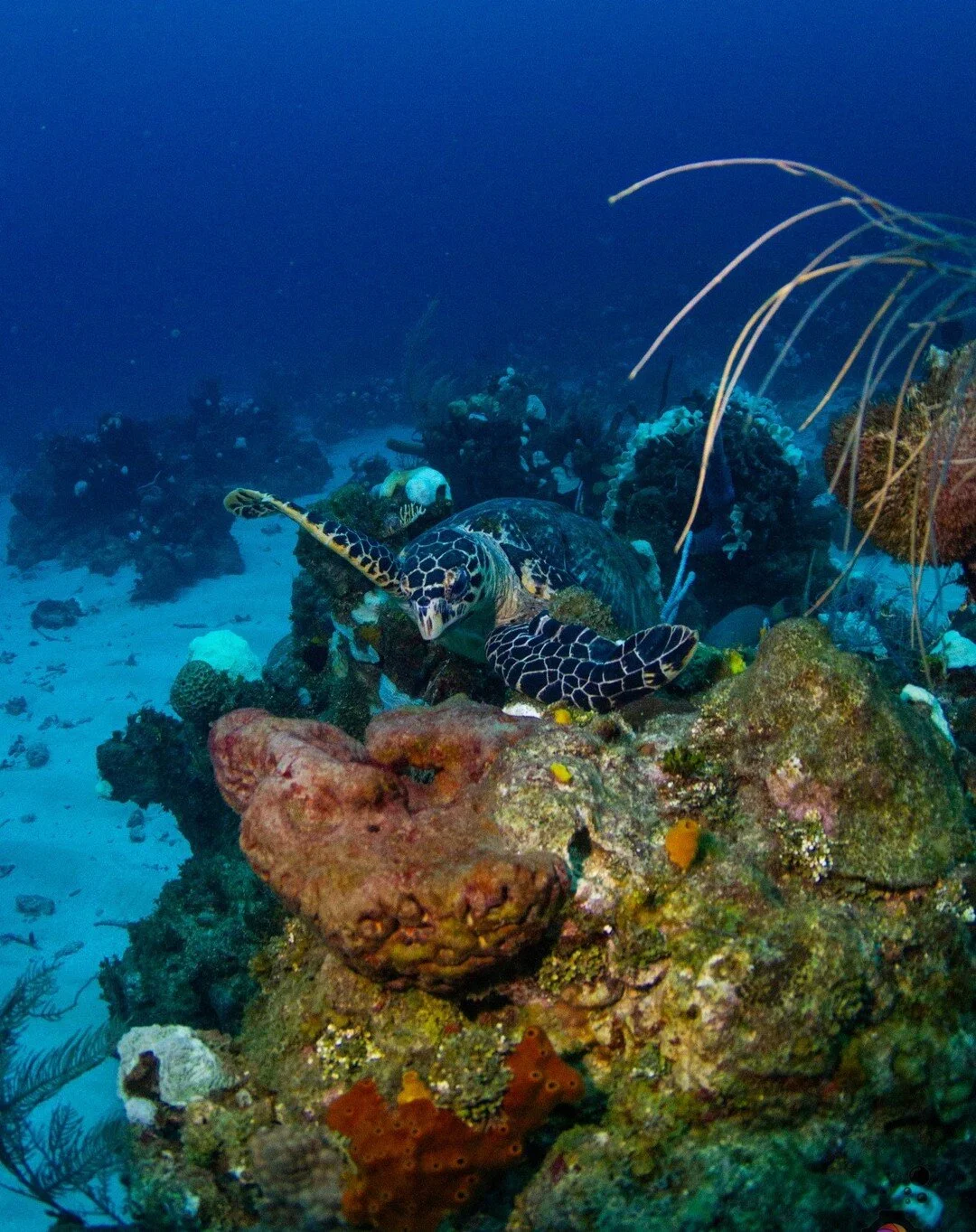 5 Things to Know about Currency on Roatan - Roatan Divers