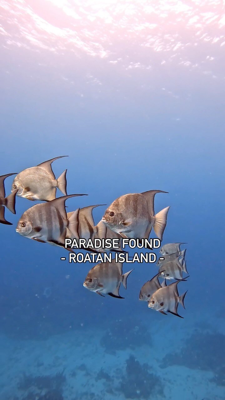 3 Important Rules for Proper Beach Etiquette - Roatan Divers