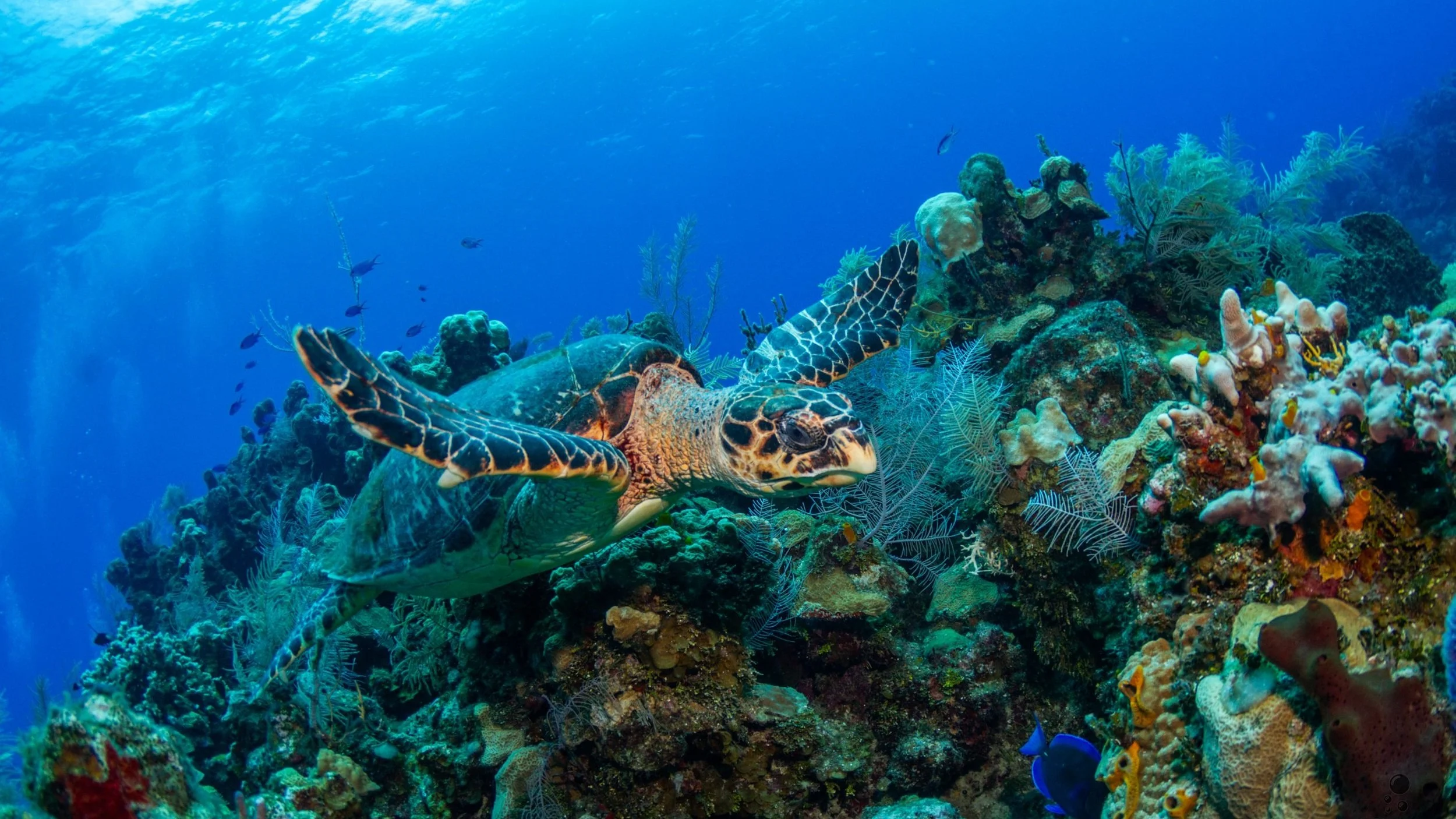 Roatan Divers | Best in boutique diving on Roatan