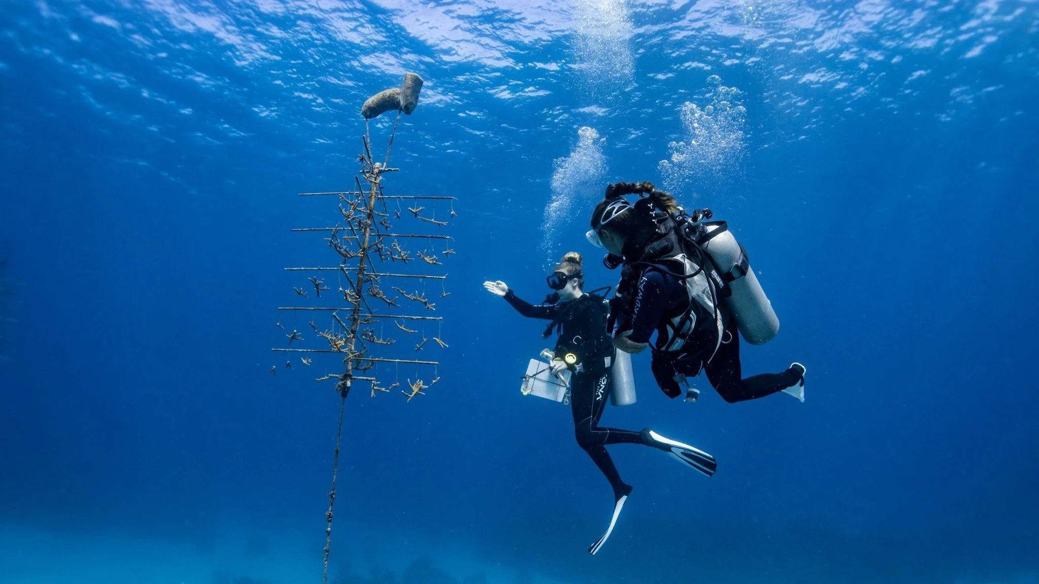 Roatan Divers | Best in boutique diving on Roatan