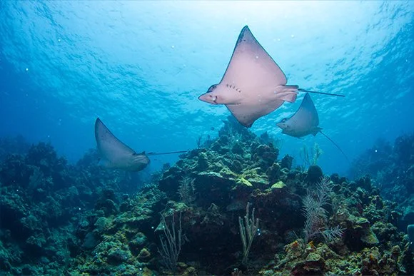 PADI Advanced Open Water Diver | Roatan Divers