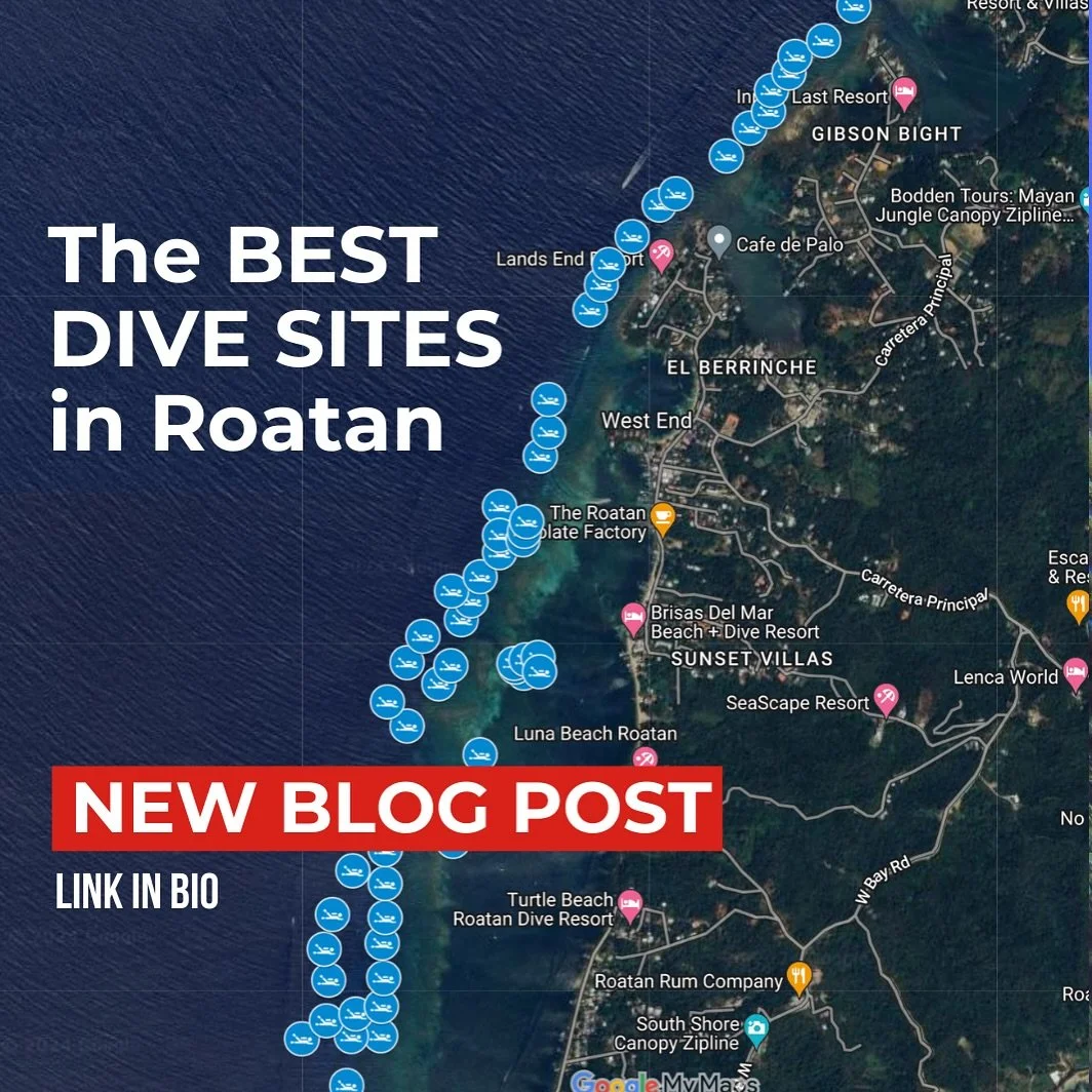 PADI IDC & Divemaster Course | Roatan Divers