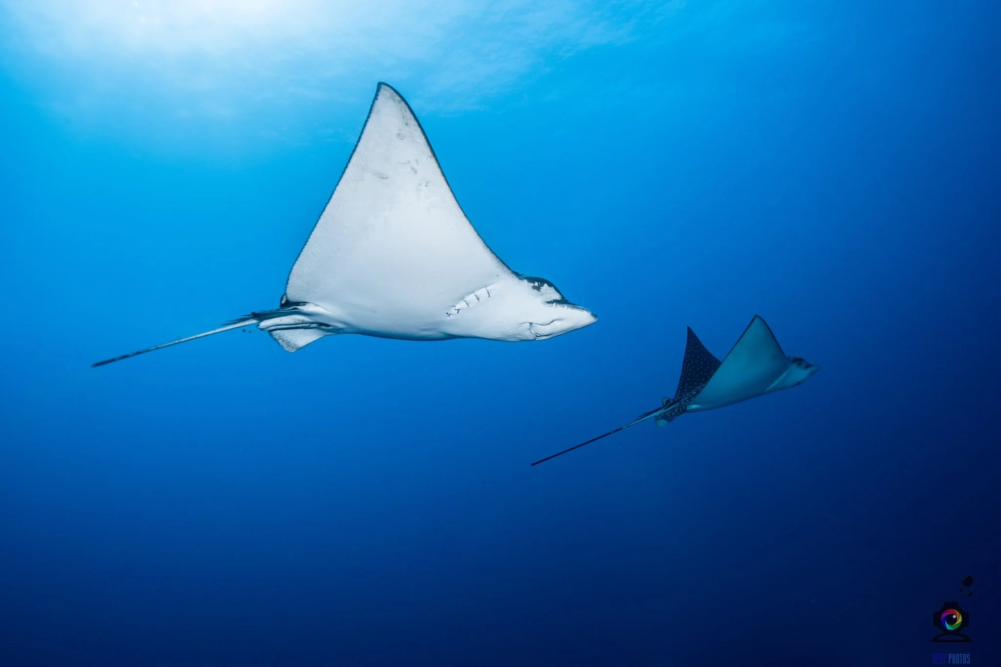 Fun Diving in Roatan | Roatan Divers