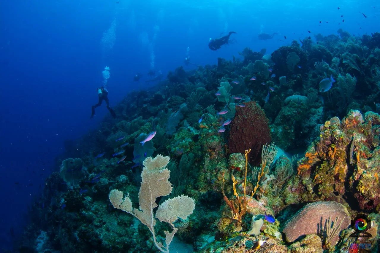 The Best Dive Sites in Roatan | Roatan Divers