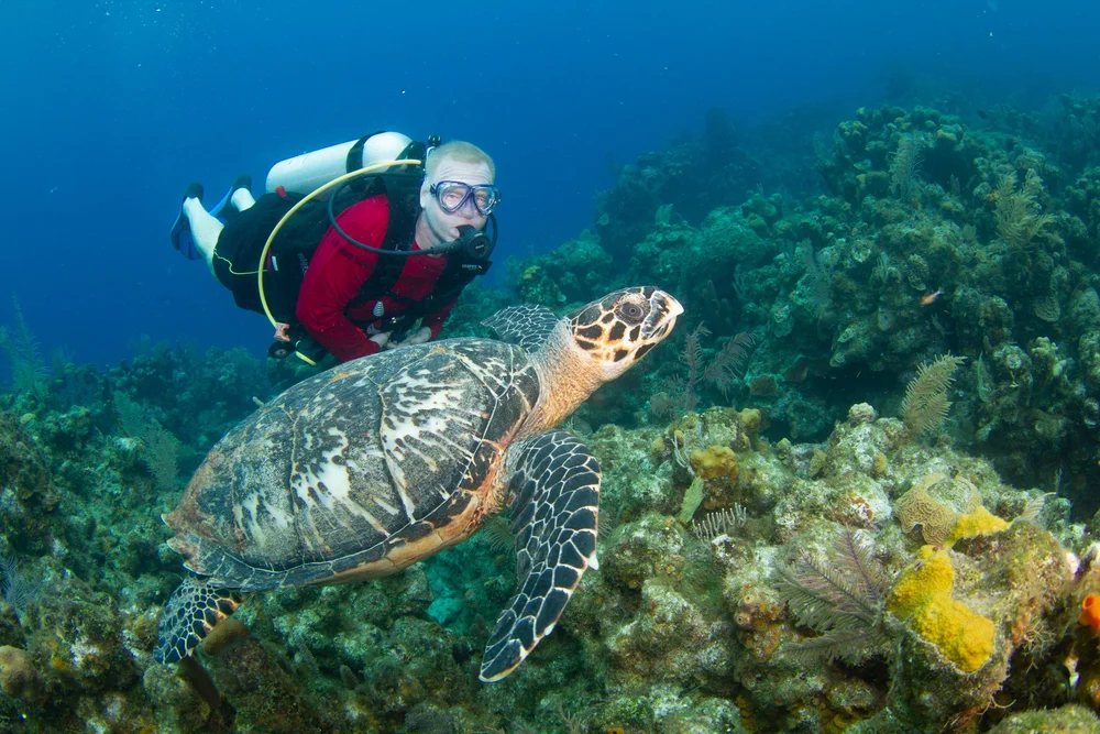 Roatan Marine Life | Roatan Divers