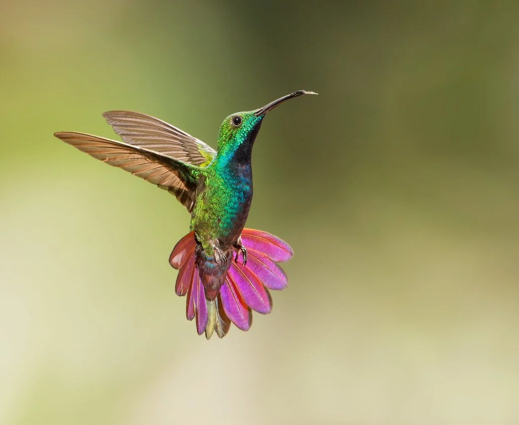 Wildlife on Roatan For Nature Lovers | Roatan Divers