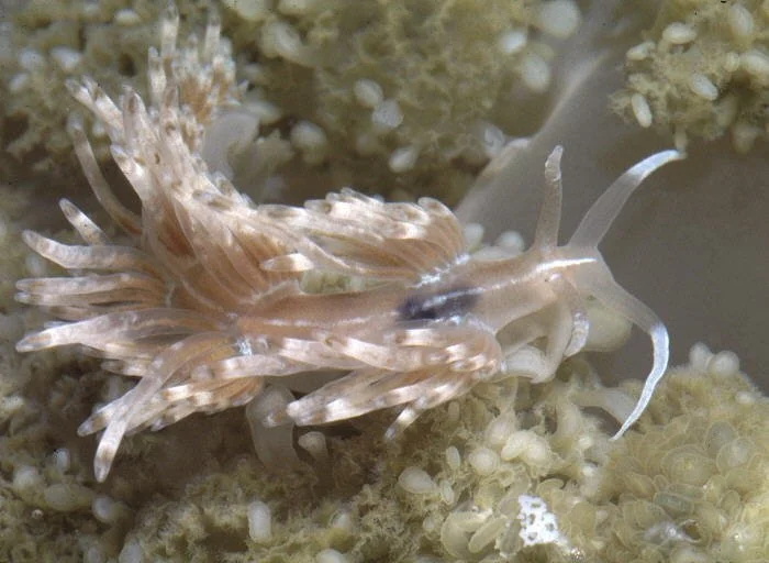 Macro Diving In Roatan: Unique Critters | Roatan Divers