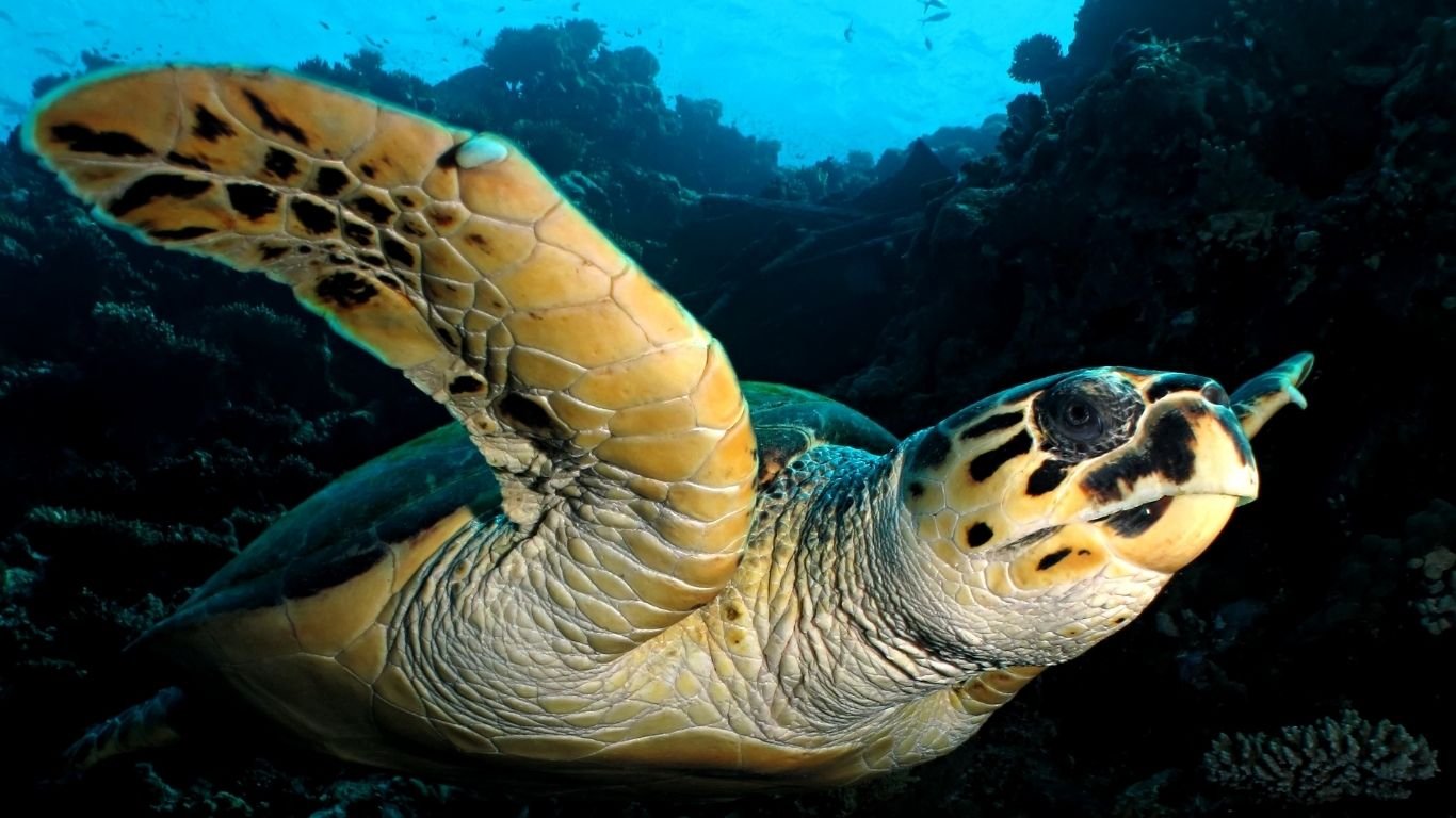 Certified Divers - Small Groups, Valet Service | Roatan Divers, West ...