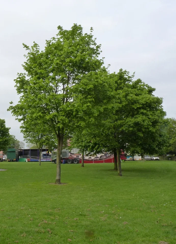 Érable de Norvège — CRE Capitale-Nationale