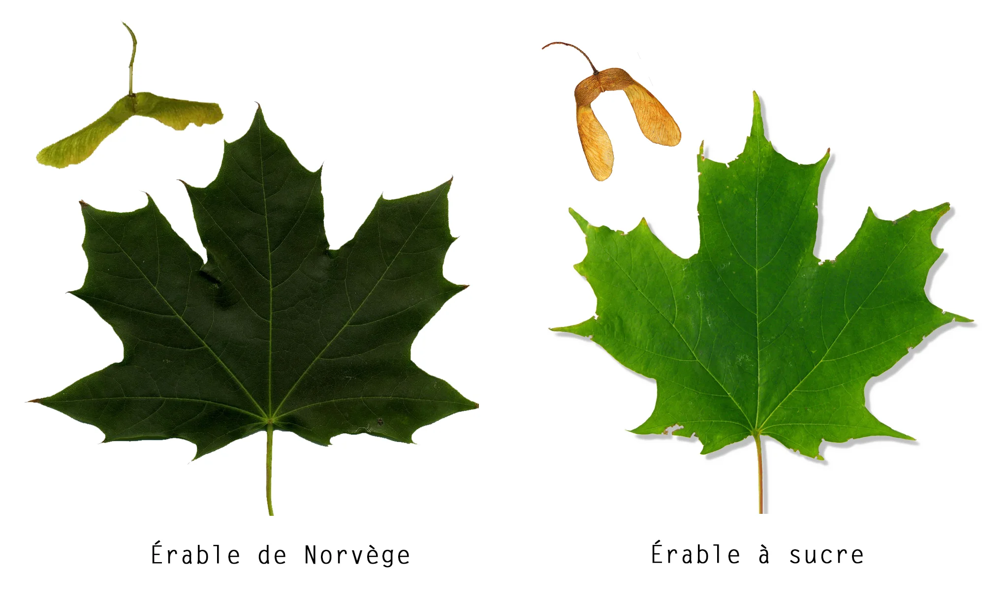 Érable de Norvège — CRE Capitale-Nationale