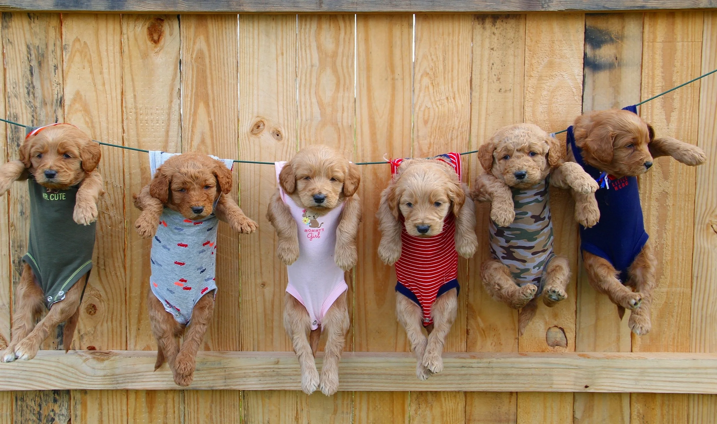 Family-Raised Goldendoodle Puppies For Sale