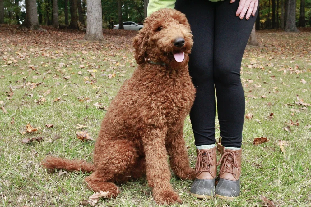 Meet Our Doodle Dad Dogs - Harmony Goldendoodles
