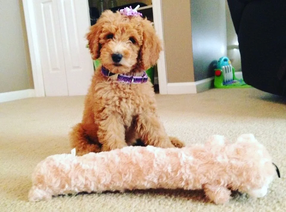 Harmony Goldendoodles