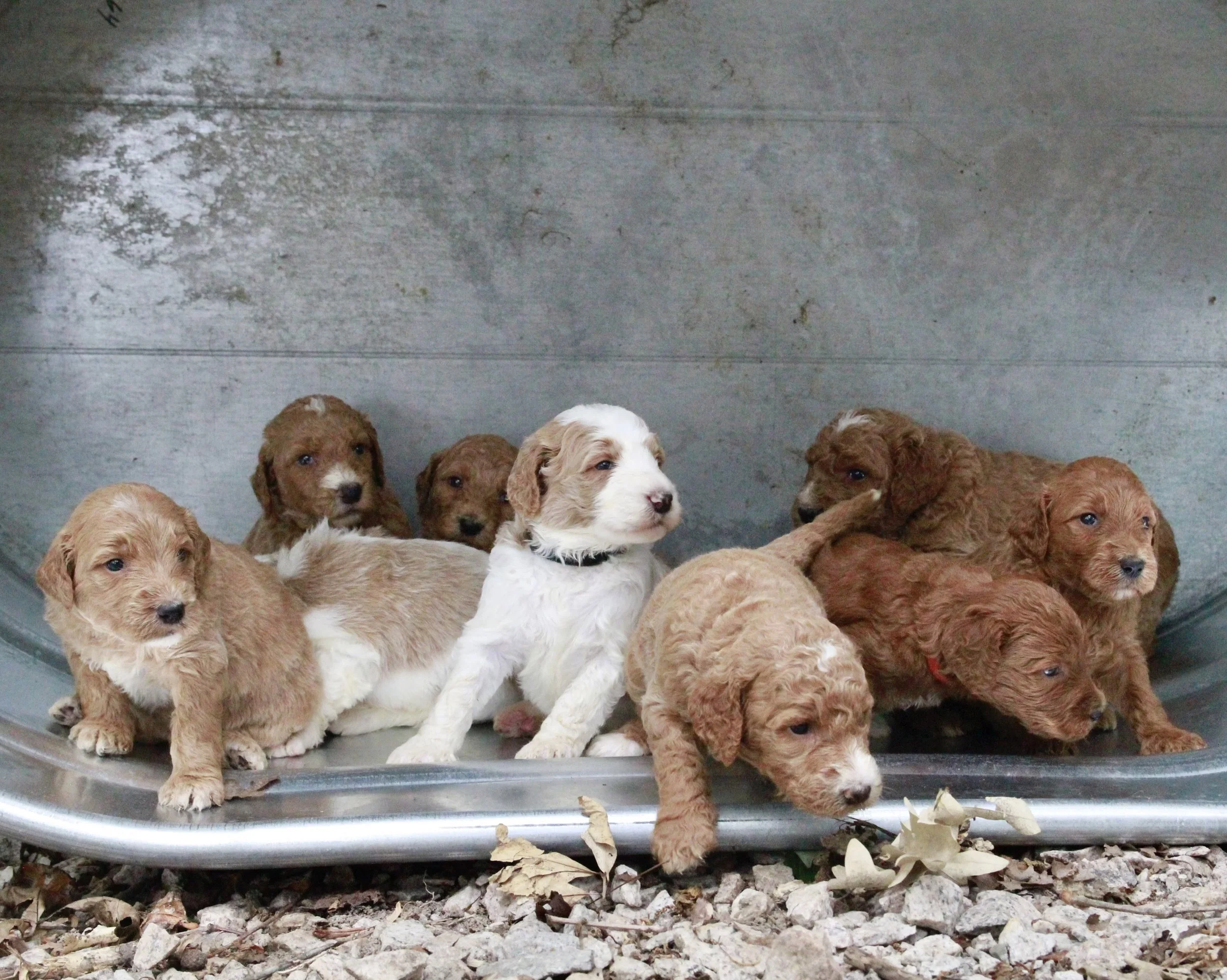 Harmony Goldendoodles