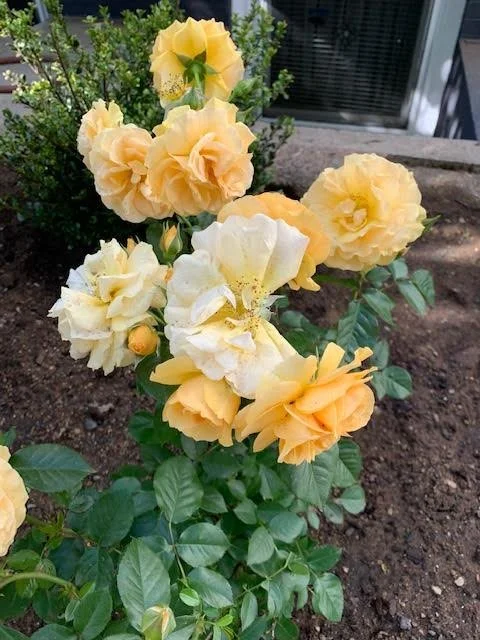 Photo Gallery — Cambridge Zen Center