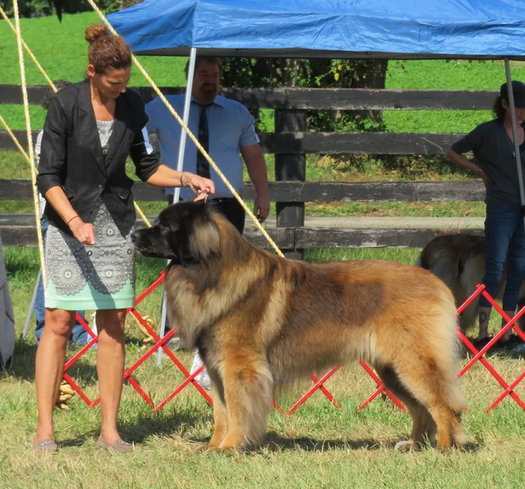 Leonberger Full Grown
