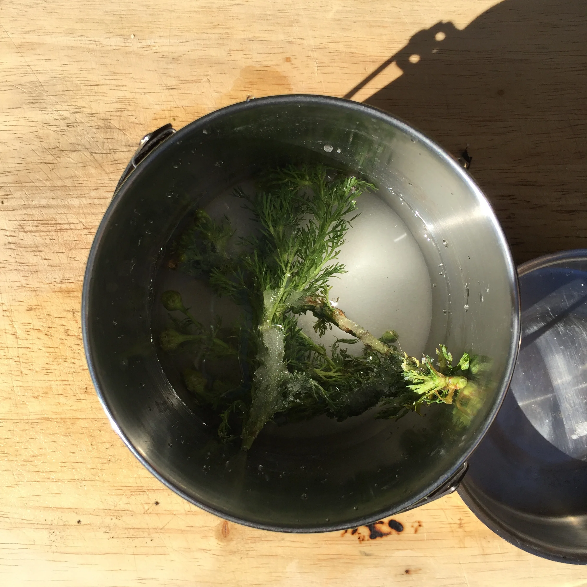 The Pineapple Flavoured Weed — Howl Bushcraft