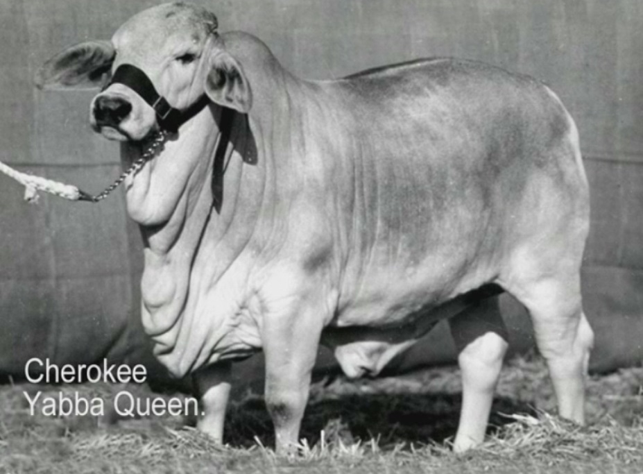 CHEROKEE — Bos Indicus Cattle Co