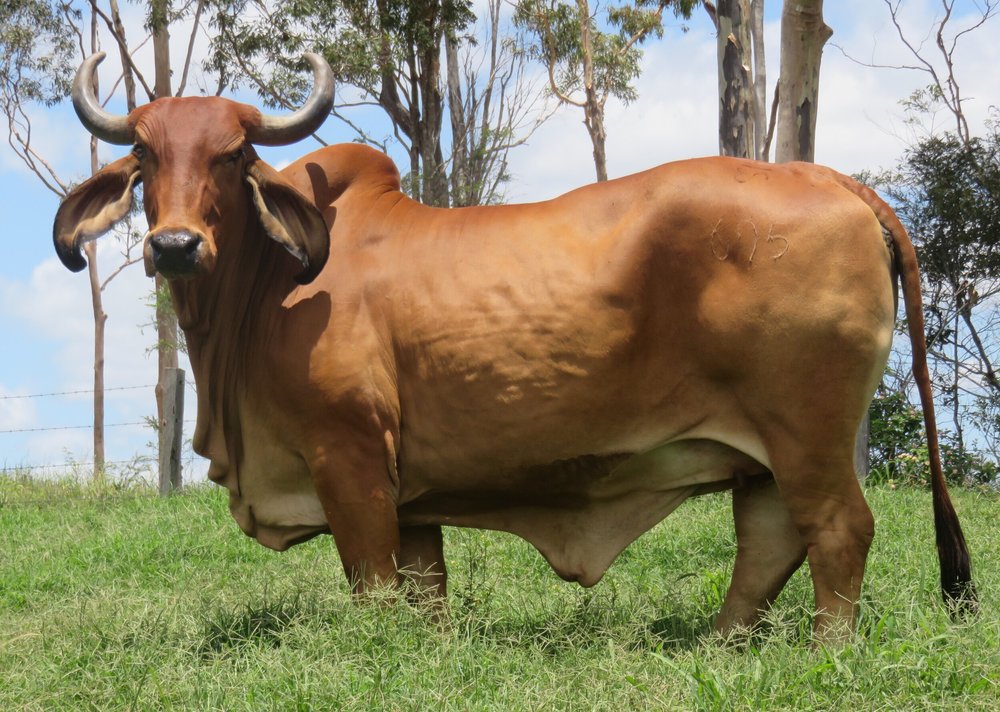 Bos Indicus Cattle Co