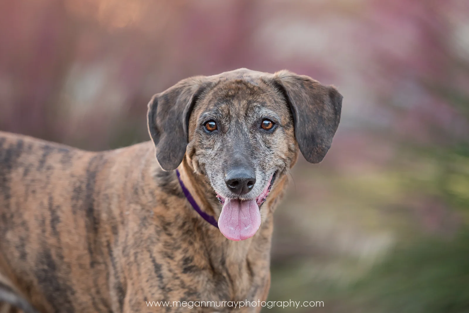 Plott Hound Great Dane Mix