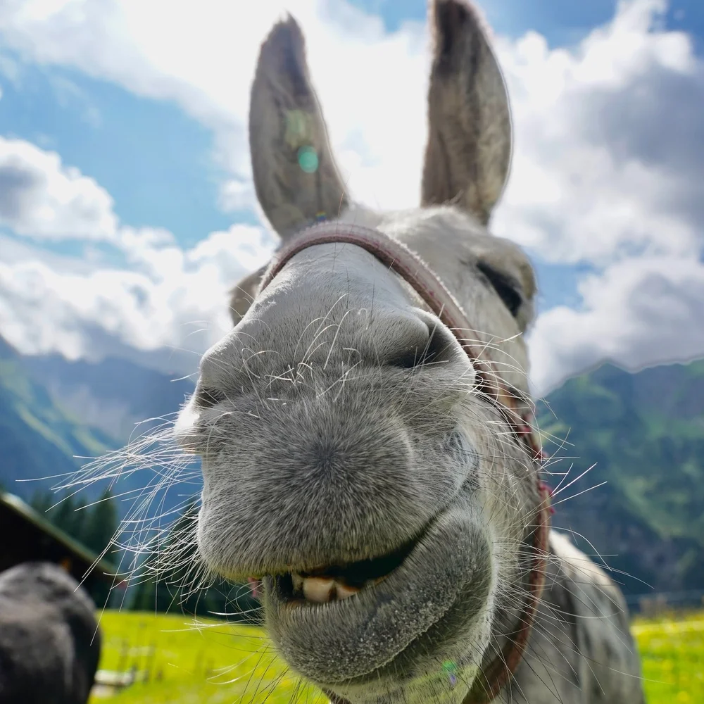 Pride like a Donkey — Salty Believer