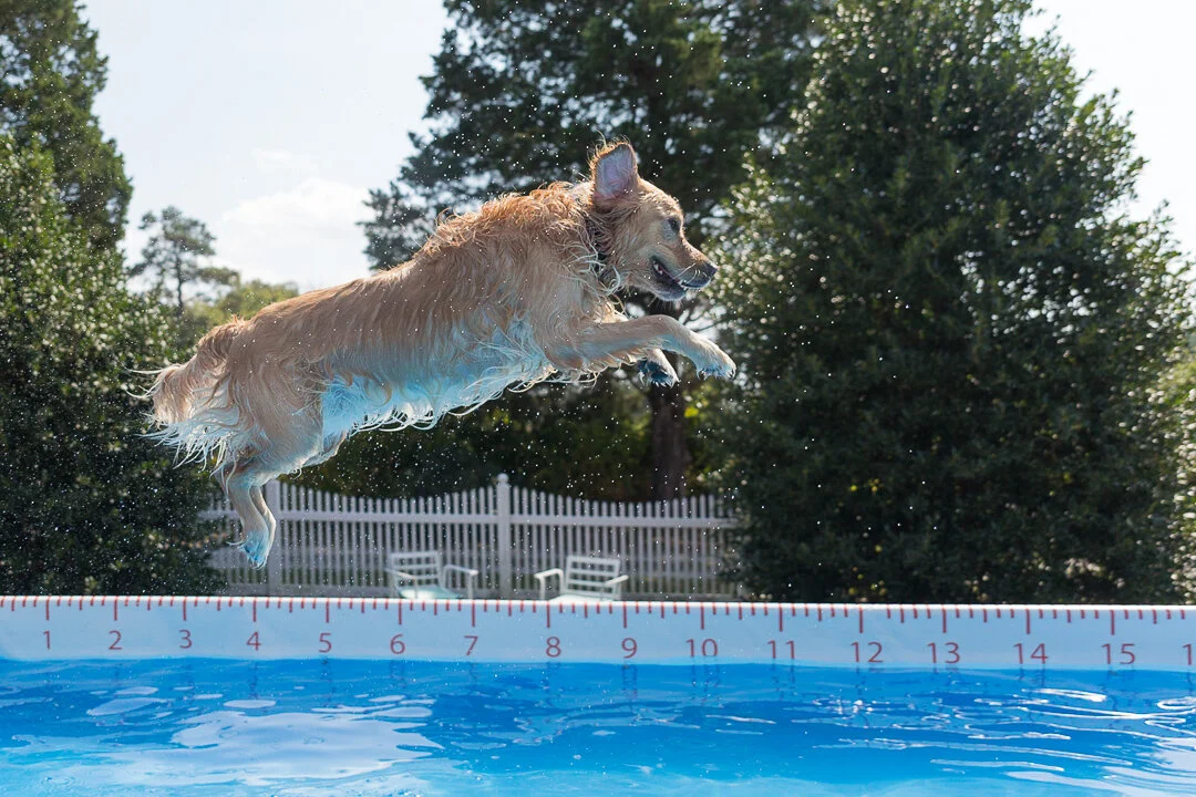 Your Dog Loves Us! — Paws To Swim