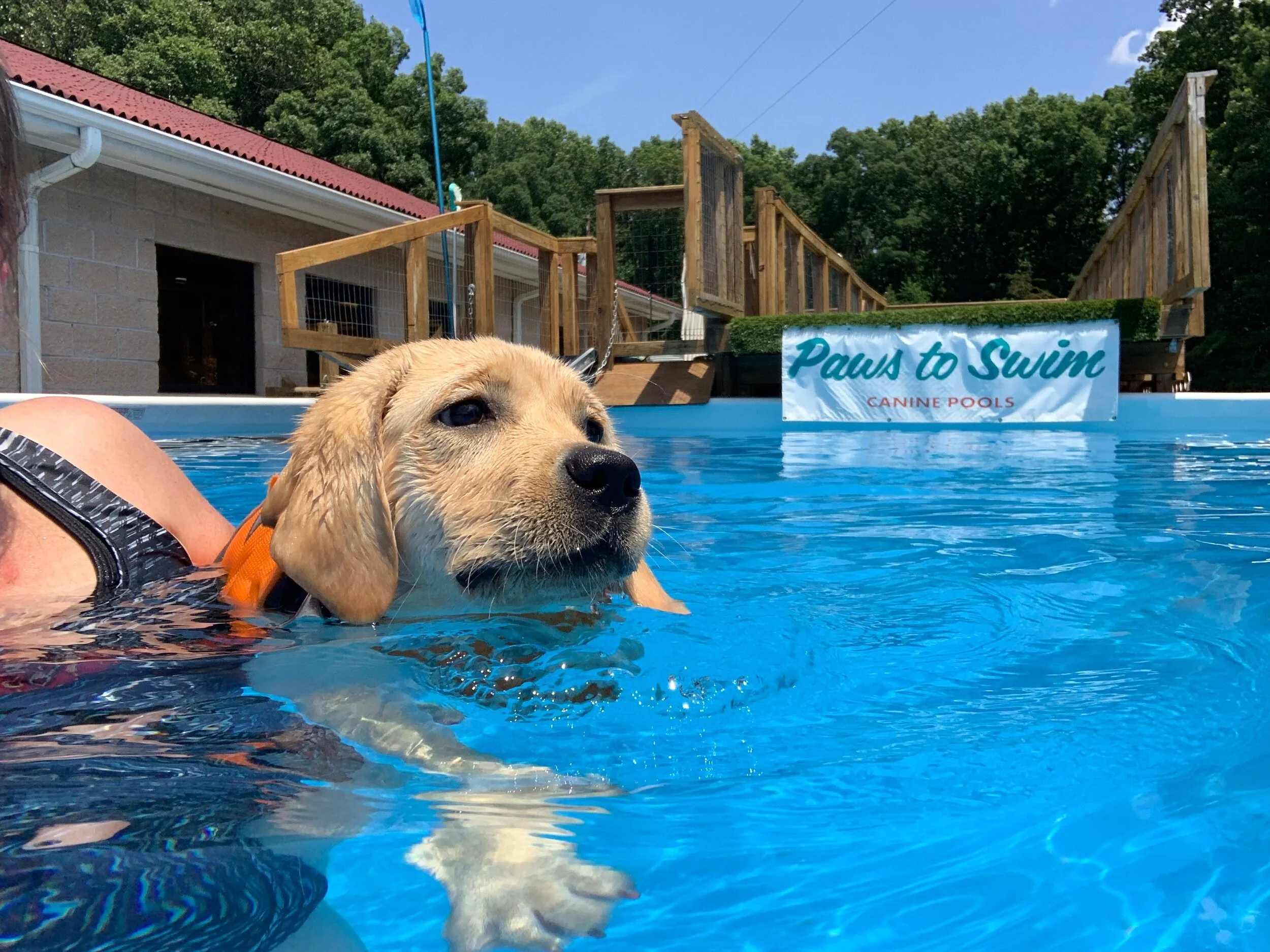 Your Dog Loves Us! — Paws To Swim