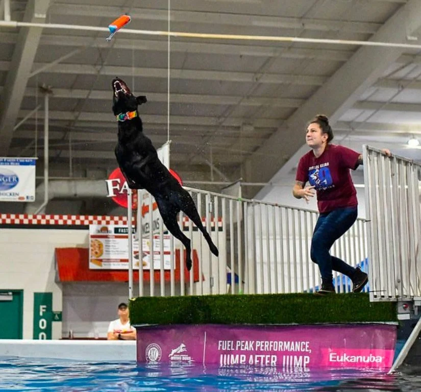 Dock Diving | Unleash Your Dog's Potential - Join Now — Paws To Swim