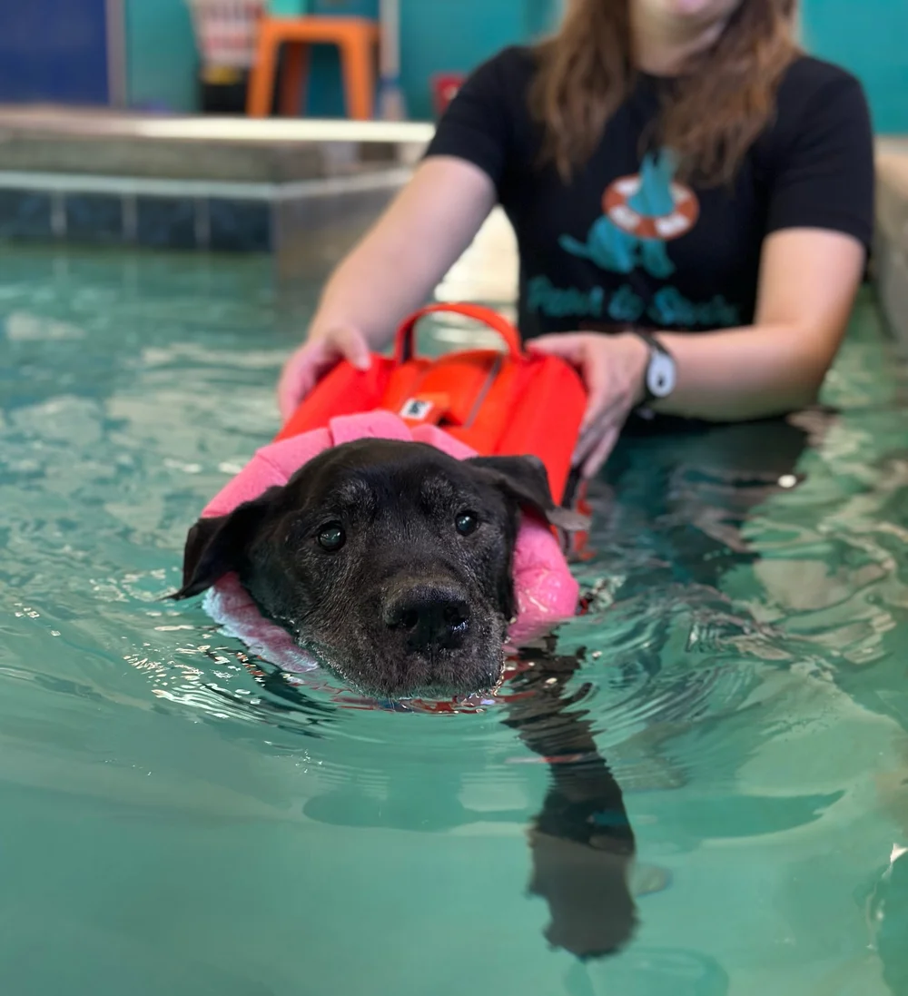 Canine Swim lessons — Paws To Swim