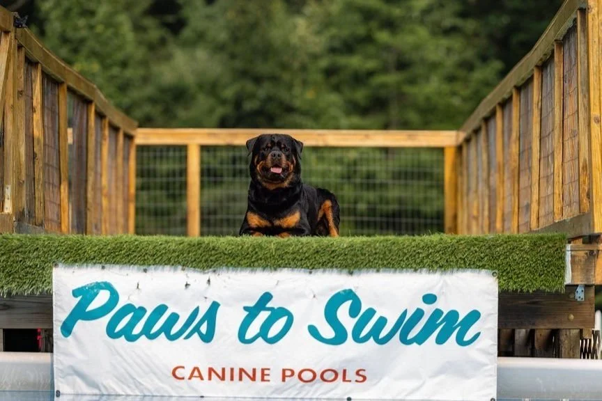 Canine Swim lessons — Paws To Swim