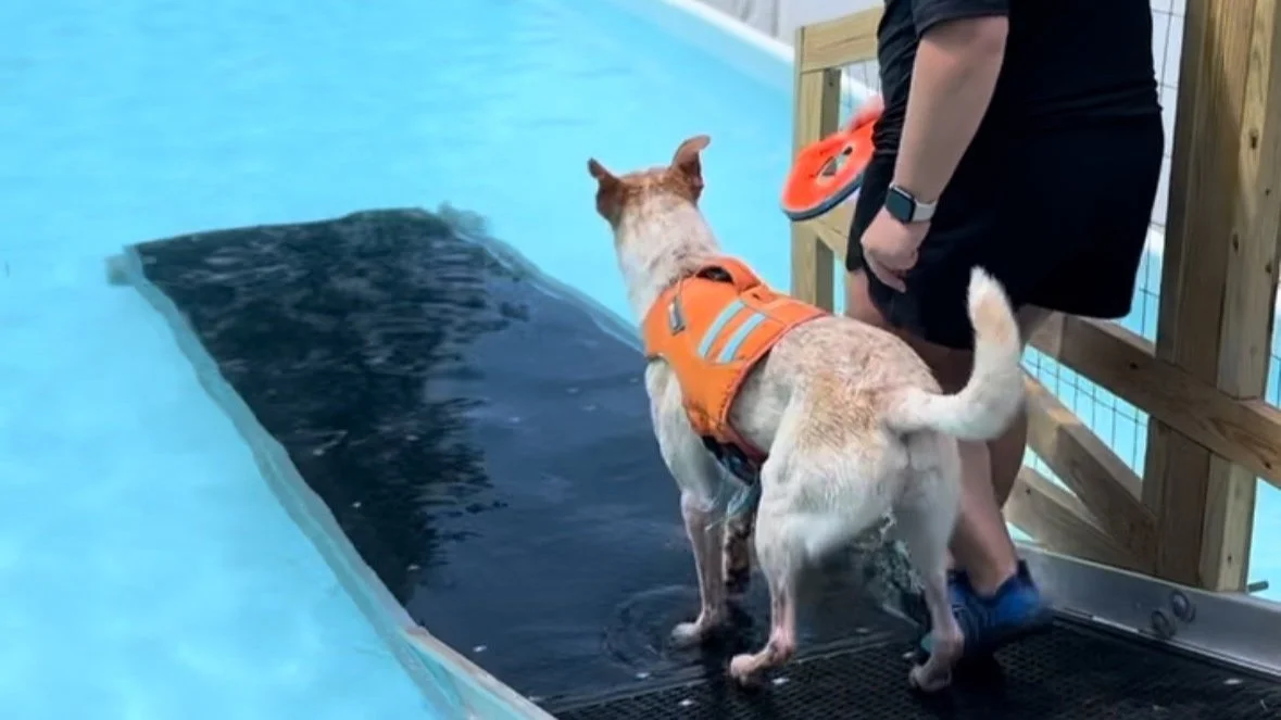 Canine Swim lessons — Paws To Swim