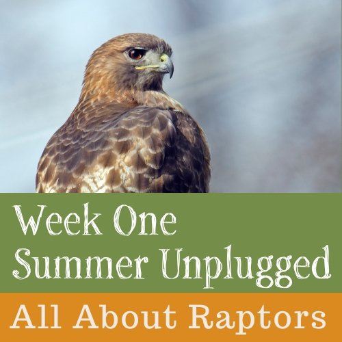 Summer Unplugged: Free Kids Programs — The Nature Museum